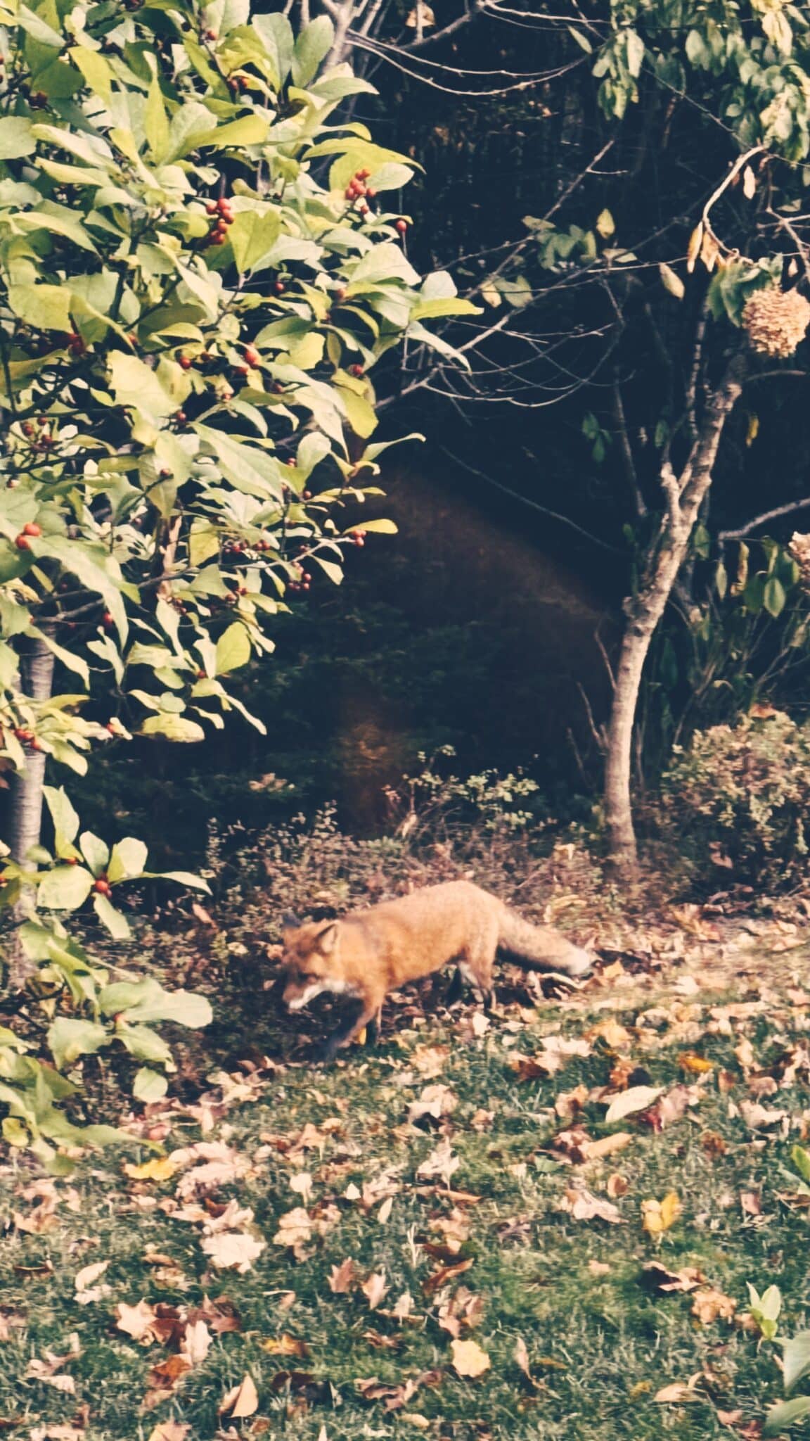 The Fox House.