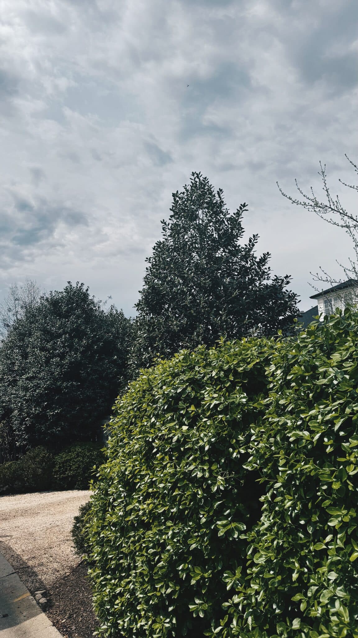 Jen's Weekend Drafts: The Plum You'll Eat Next Summer.