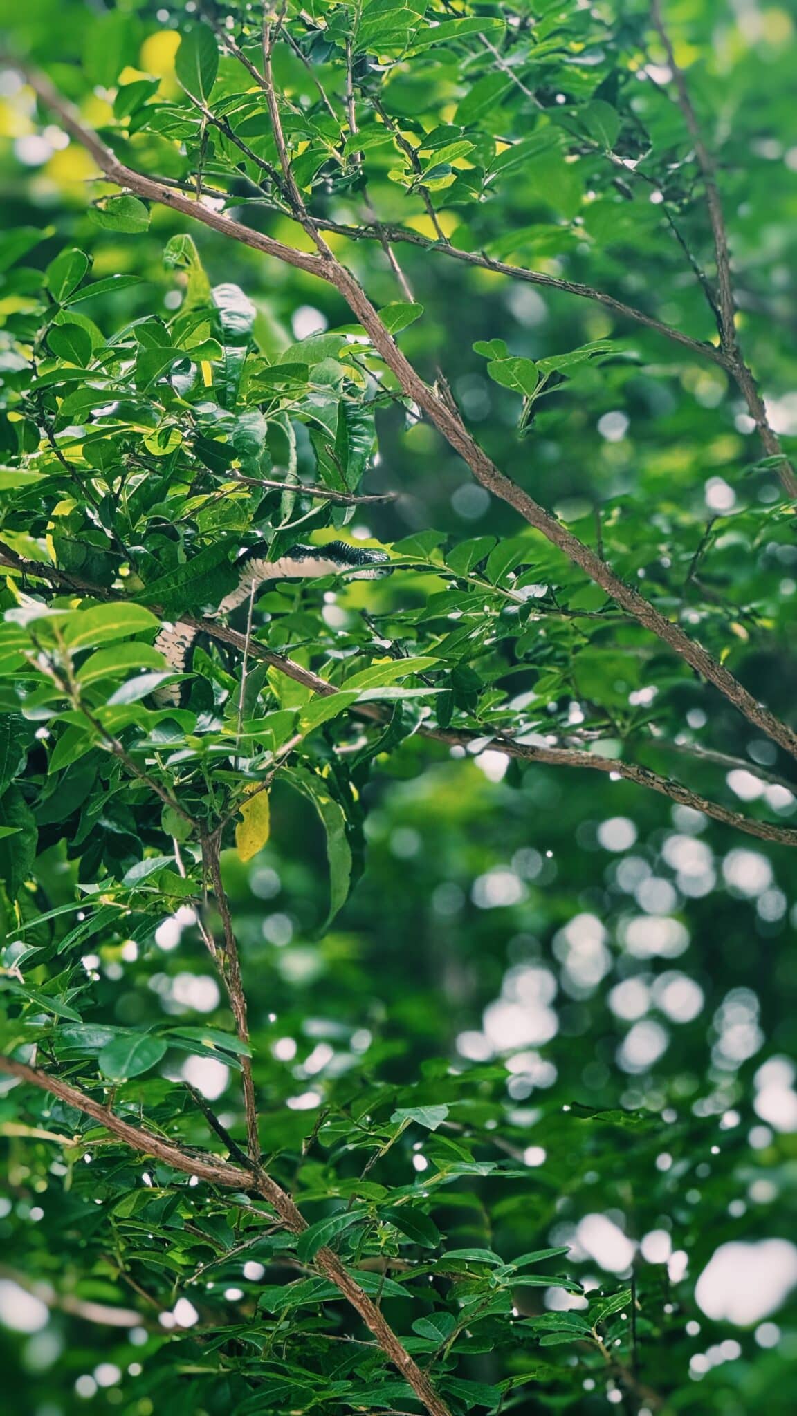 The Catbird + The Rat Snake + The Frog Song.